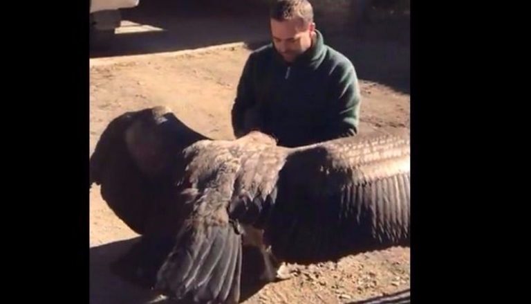 La historia detrás del video del cóndor que regresa con su salvador ...